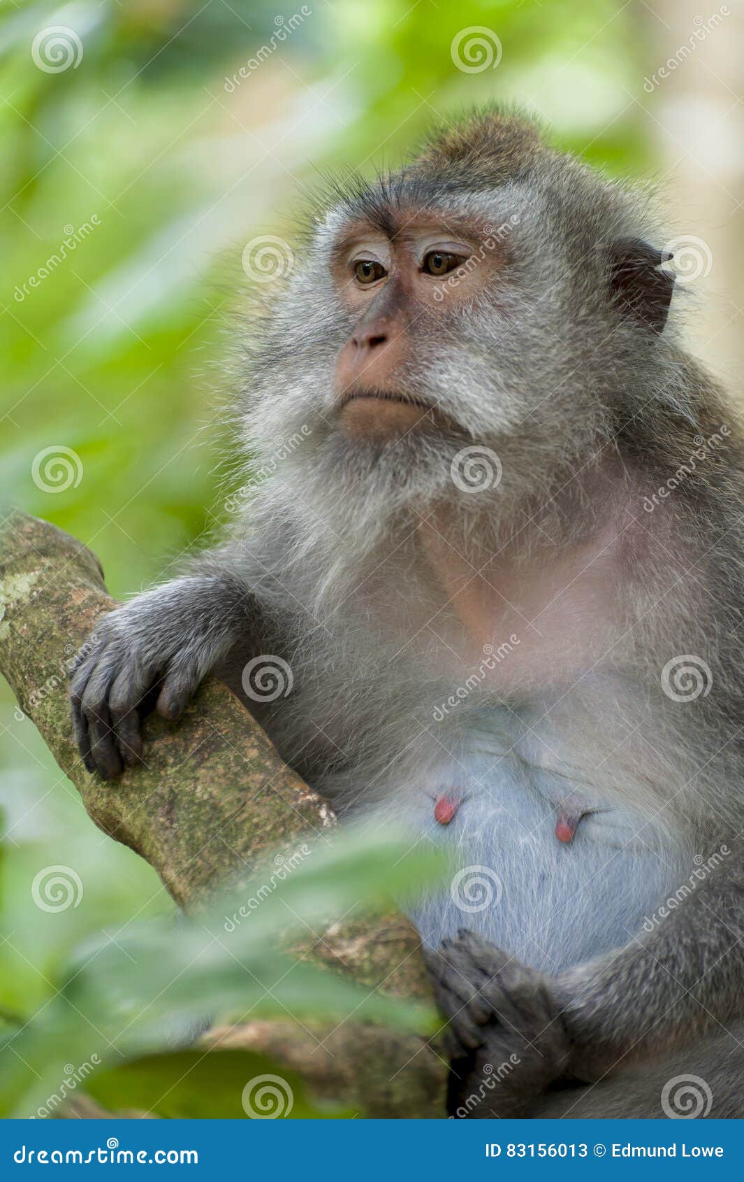 Mono De Cola Larga Del Balinese Imagen de archivo - Imagen de mono ...