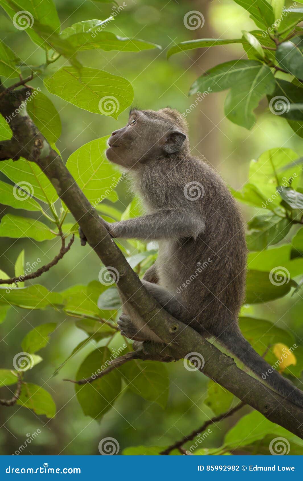 Mono De Cola Larga Del Balinese Foto de archivo - Imagen de mono, selva ...