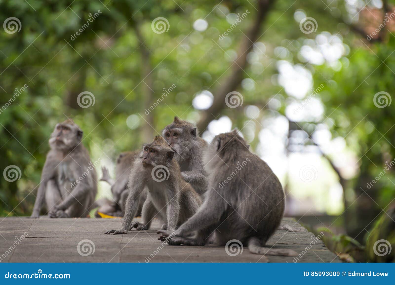 Mono De Cola Larga Del Balinese Imagen de archivo - Imagen de bali ...