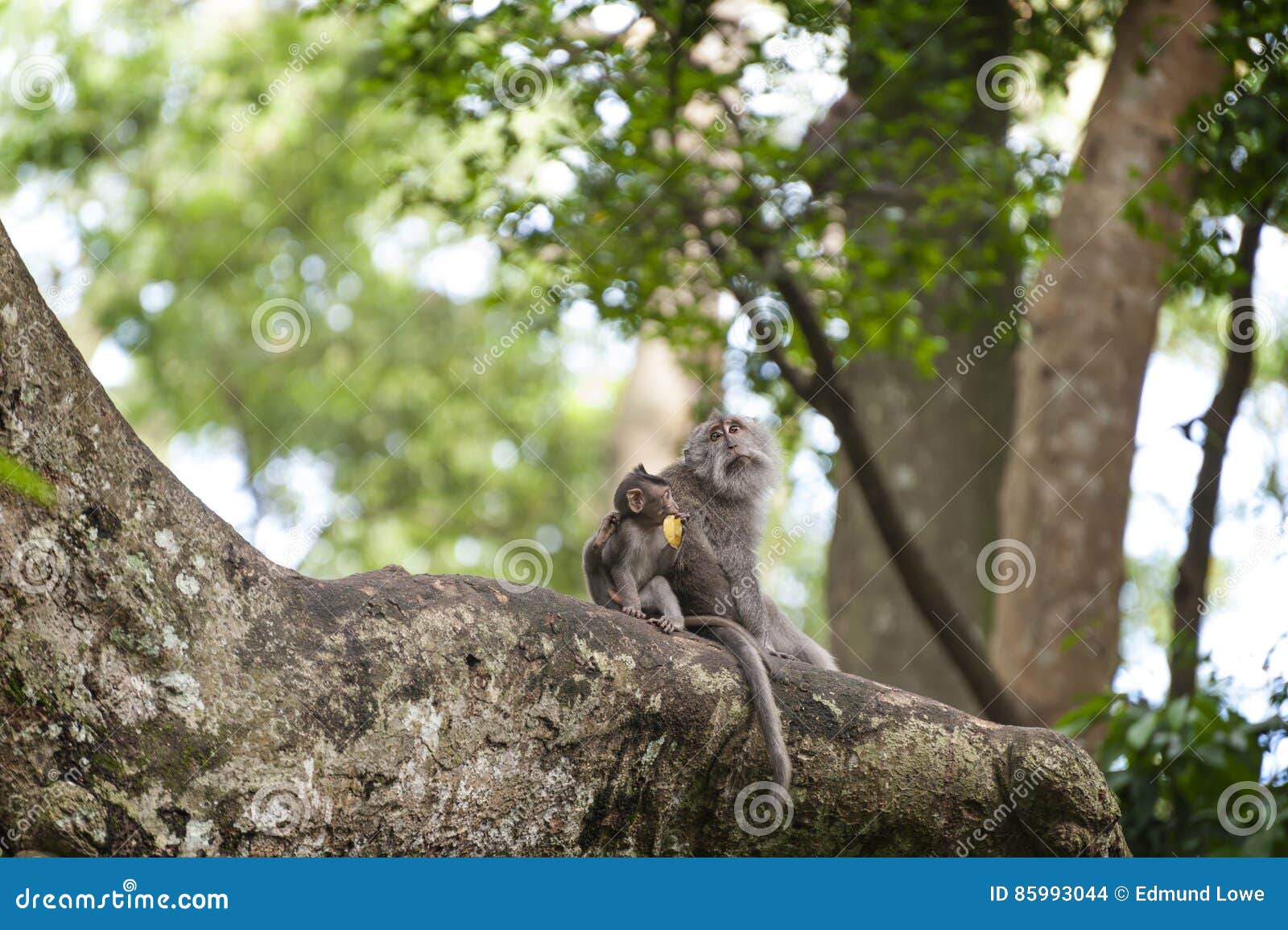 Mono De Cola Larga Del Balinese Foto de archivo - Imagen de habitat ...