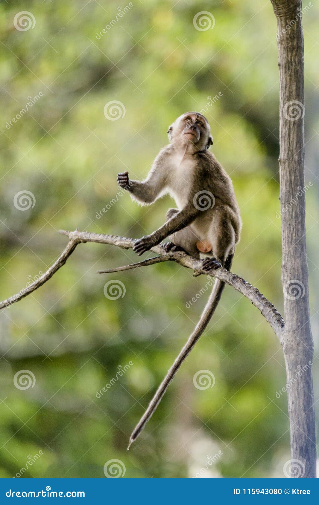 Mono de cola larga salvaje foto de archivo. Imagen de flores - 115943080