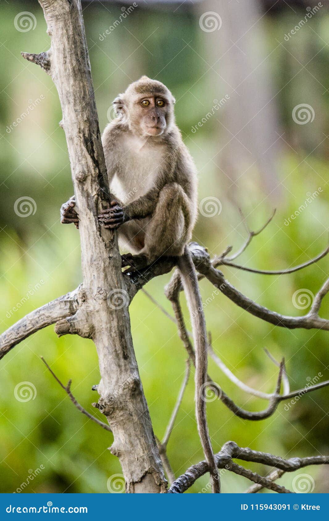 Mono de cola larga salvaje imagen de archivo. Imagen de querubines ...
