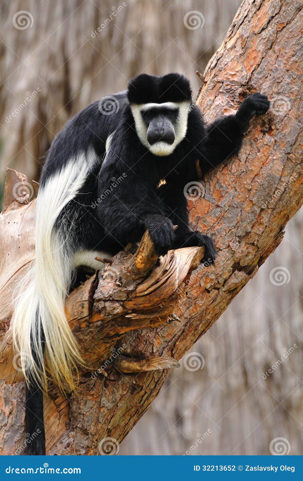 Mono de Colobus. foto de archivo. Imagen de pelo, exterior - 32213652