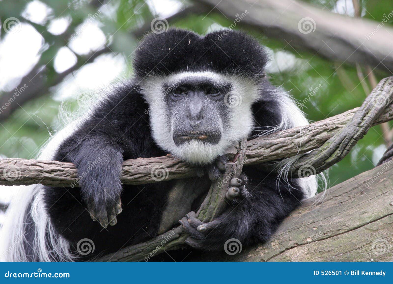 Mono de Colobus perezoso imagen de archivo. Imagen de barba - 526501