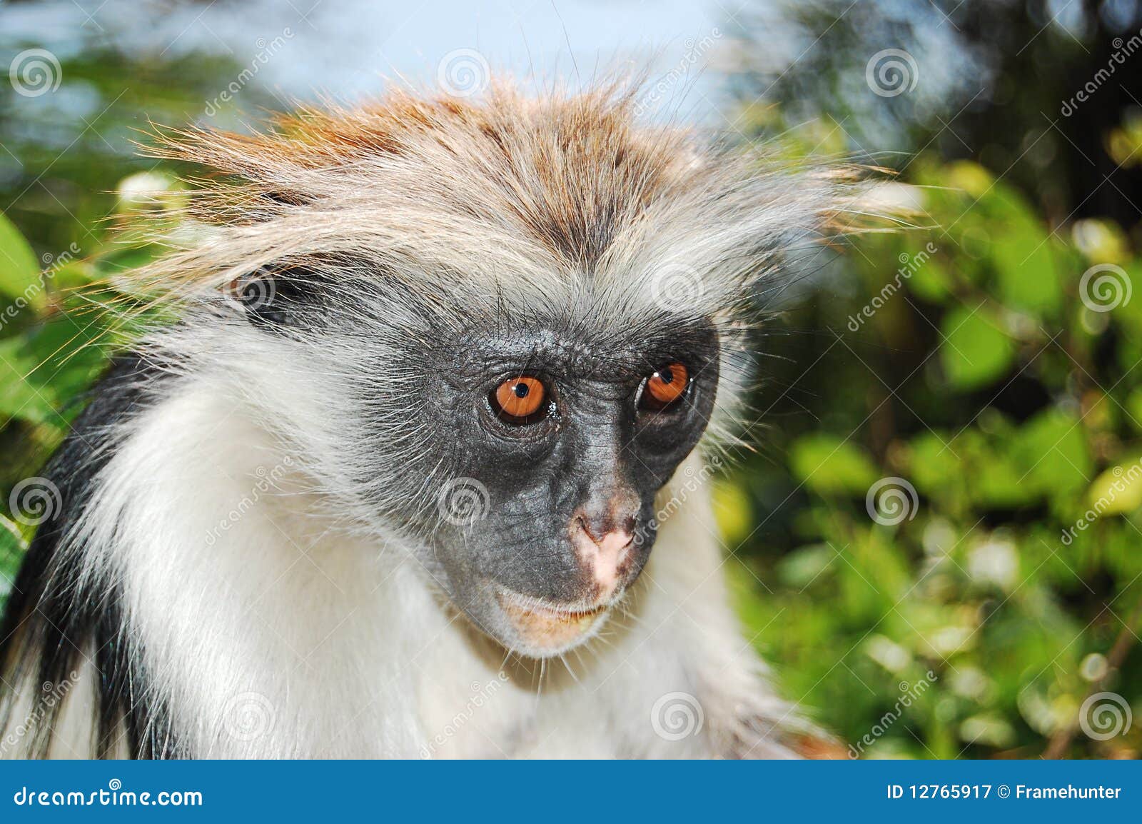 Mono de colobus rojo imagen de archivo. Imagen de pensativo - 12765917