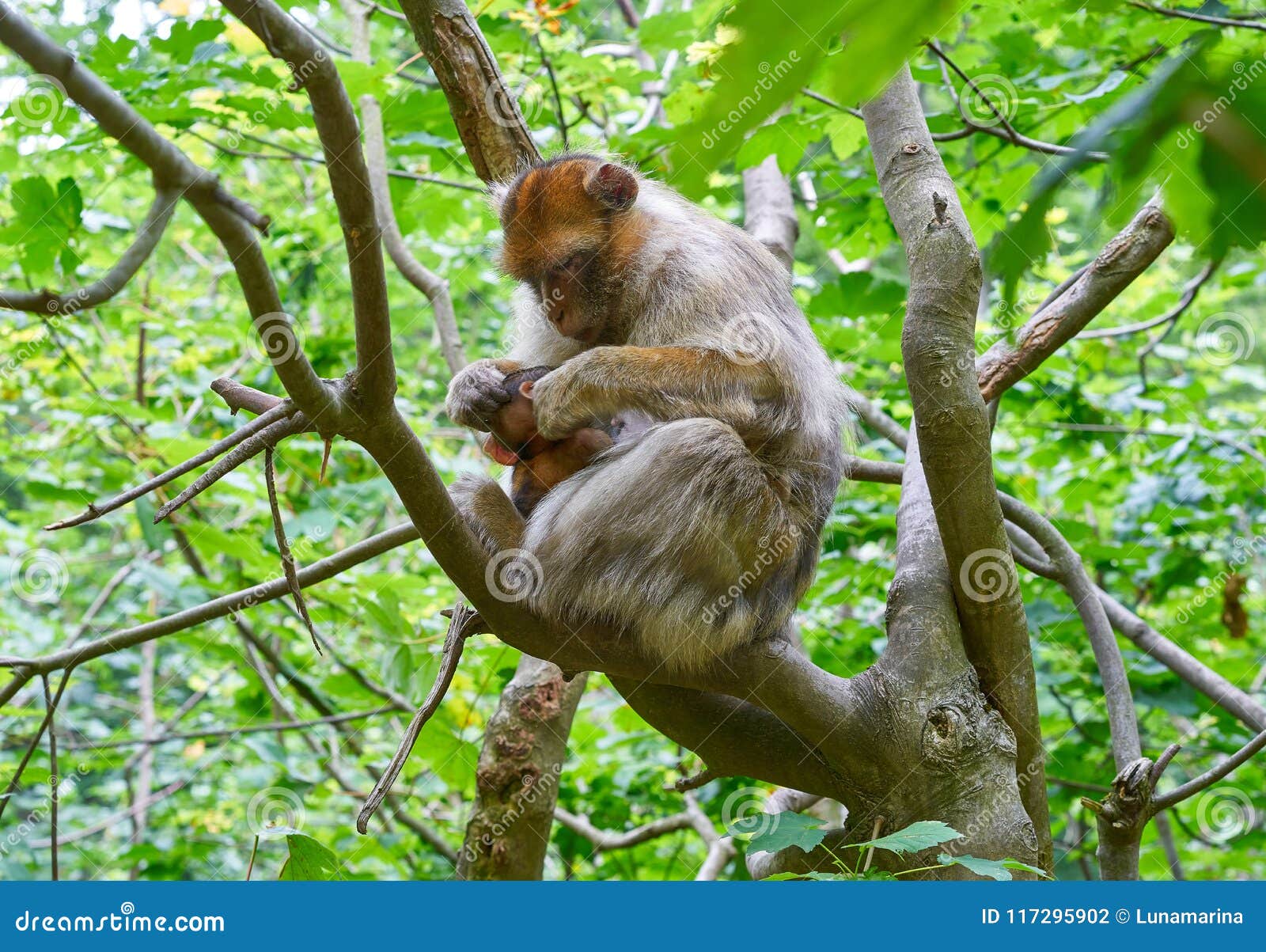 Mono De Macaque Del Sylvanus Del Macaca De Los Monos De Barbary Foto de ...