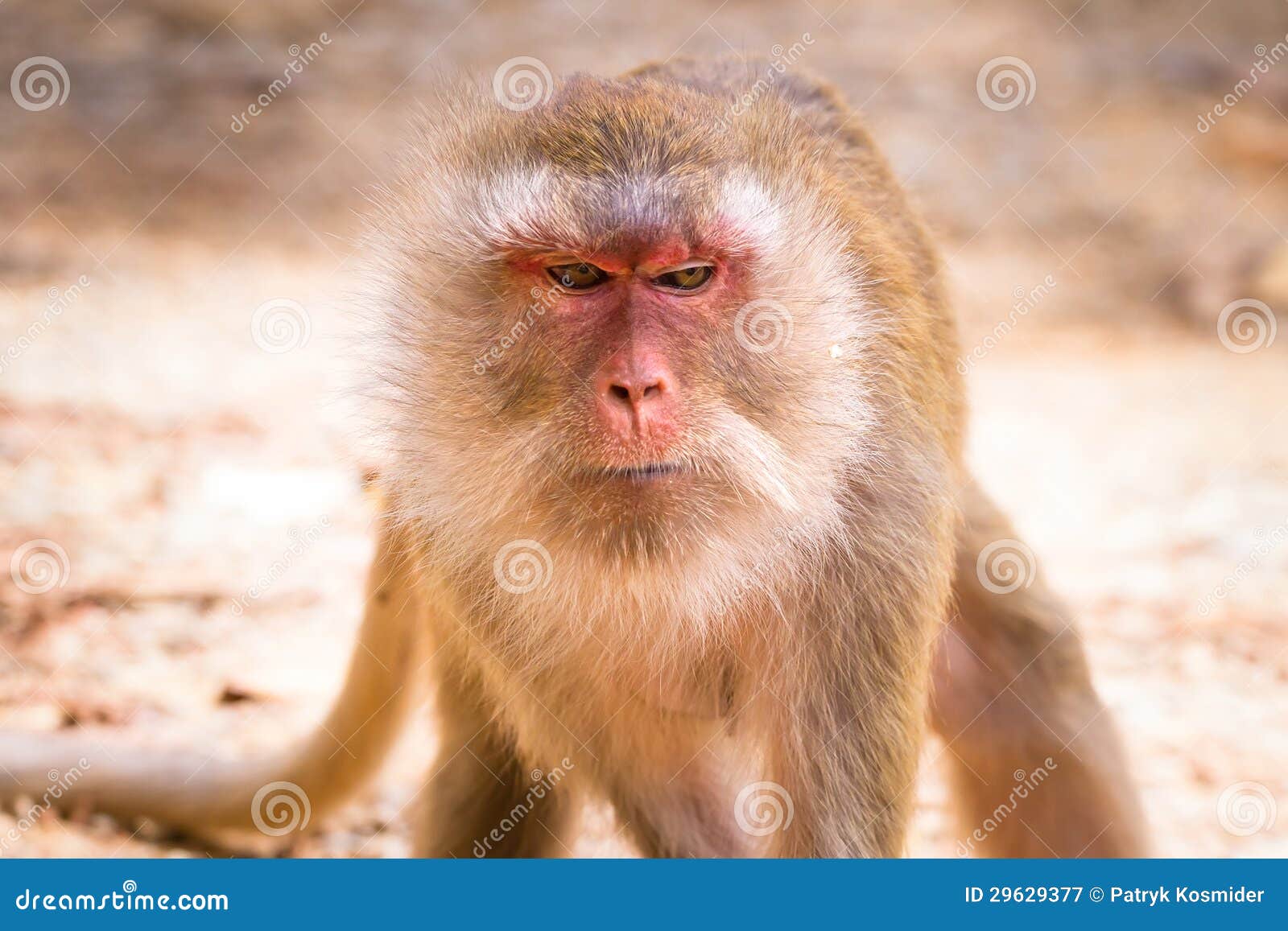 Mono De Macaque En La Fauna Imagen de archivo - Imagen de oriental ...