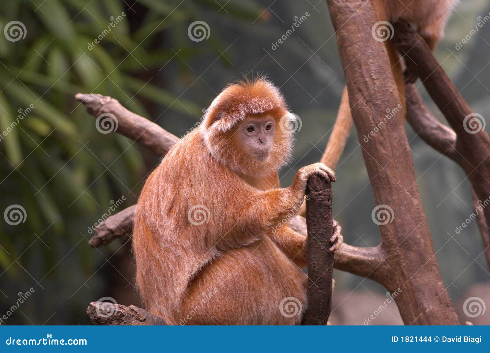 Mono de pensamiento foto de archivo. Imagen de turismo - 1821444