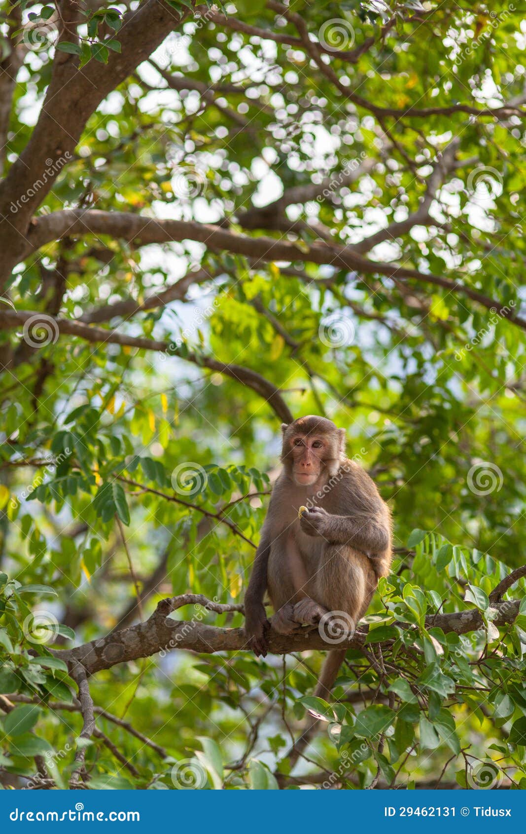 Mono de pensamiento imagen de archivo. Imagen de aunque - 29462131