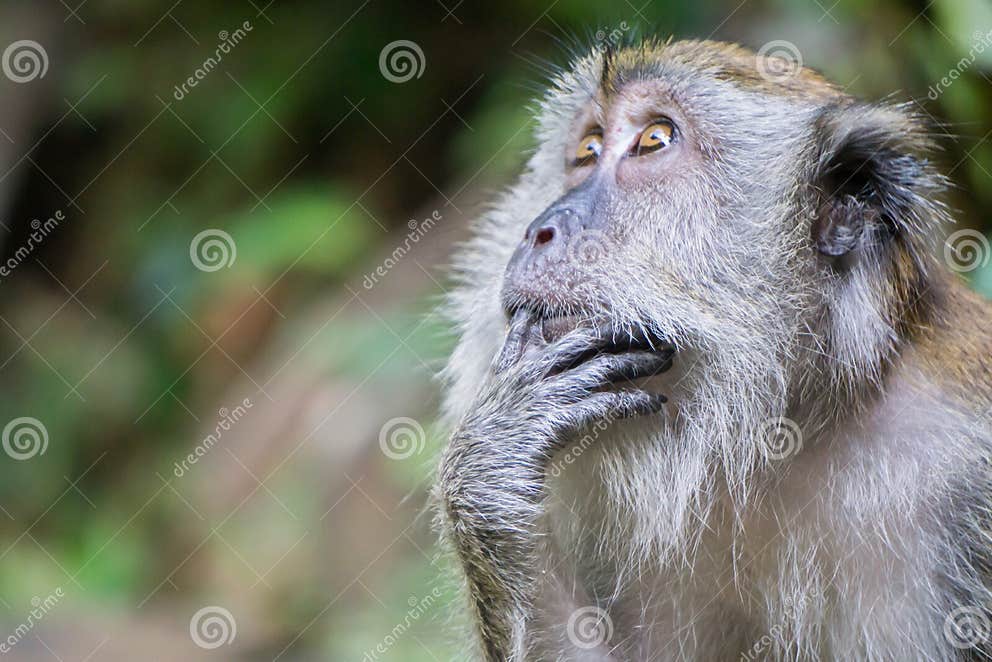 Mono de pensamiento foto de archivo. Imagen de primate - 89959508