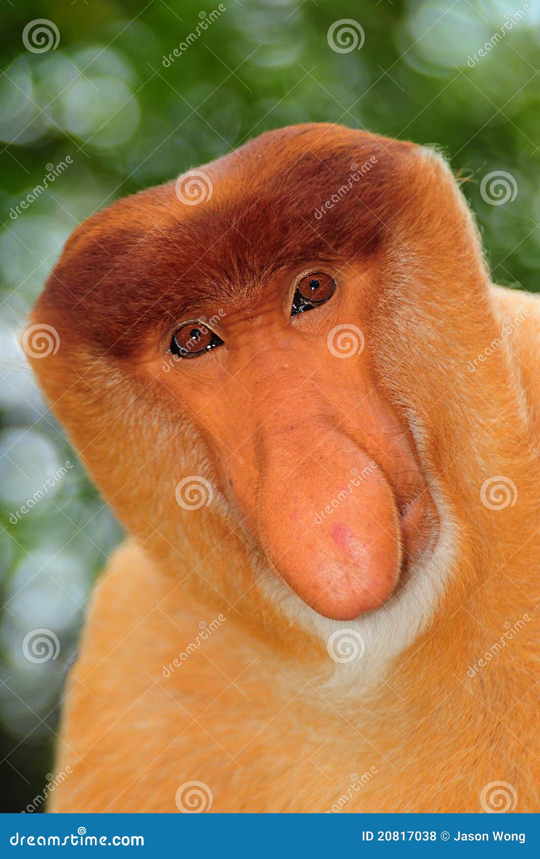 Mono de Probocis foto de archivo. Imagen de malasia, mono - 20817038