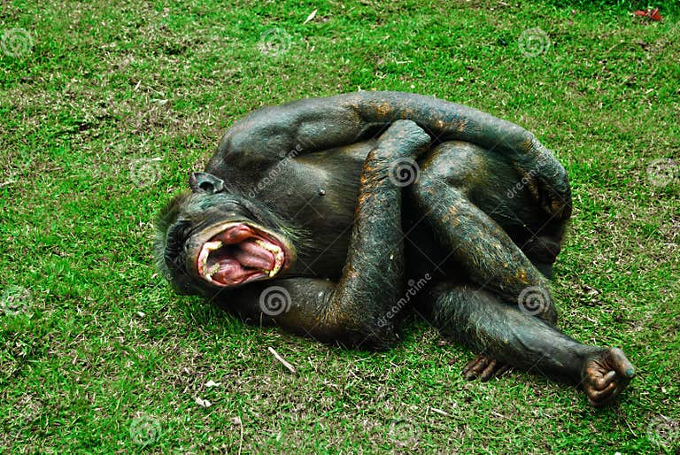 Mono de risa imagen de archivo editorial. Imagen de divertido - 16660689