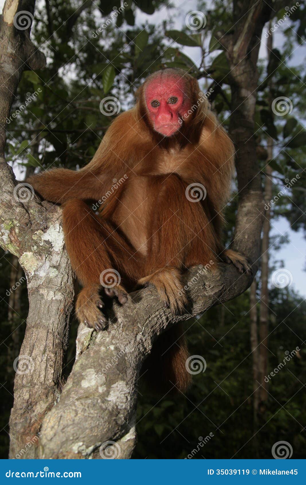 Mono De Uakari, Calvus Del Cacajao, Imagen de archivo - Imagen de mono ...