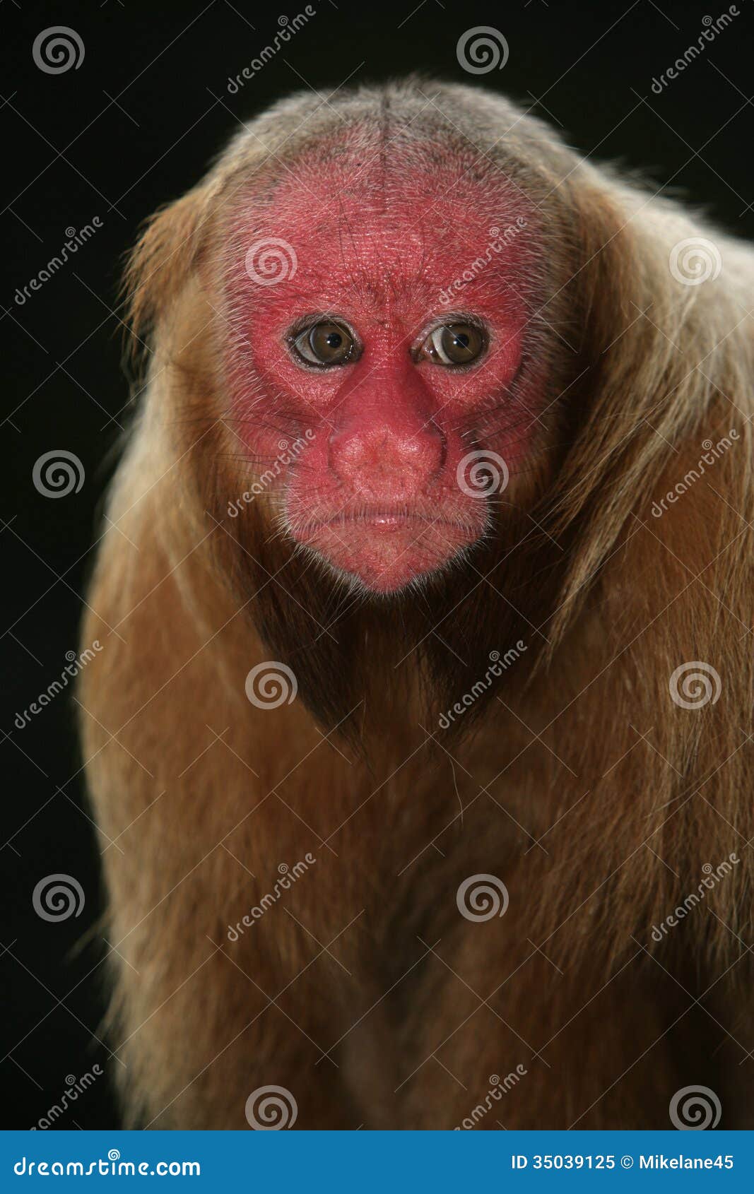Mono De Uakari, Calvus Del Cacajao, Imagen de archivo - Imagen de mono ...