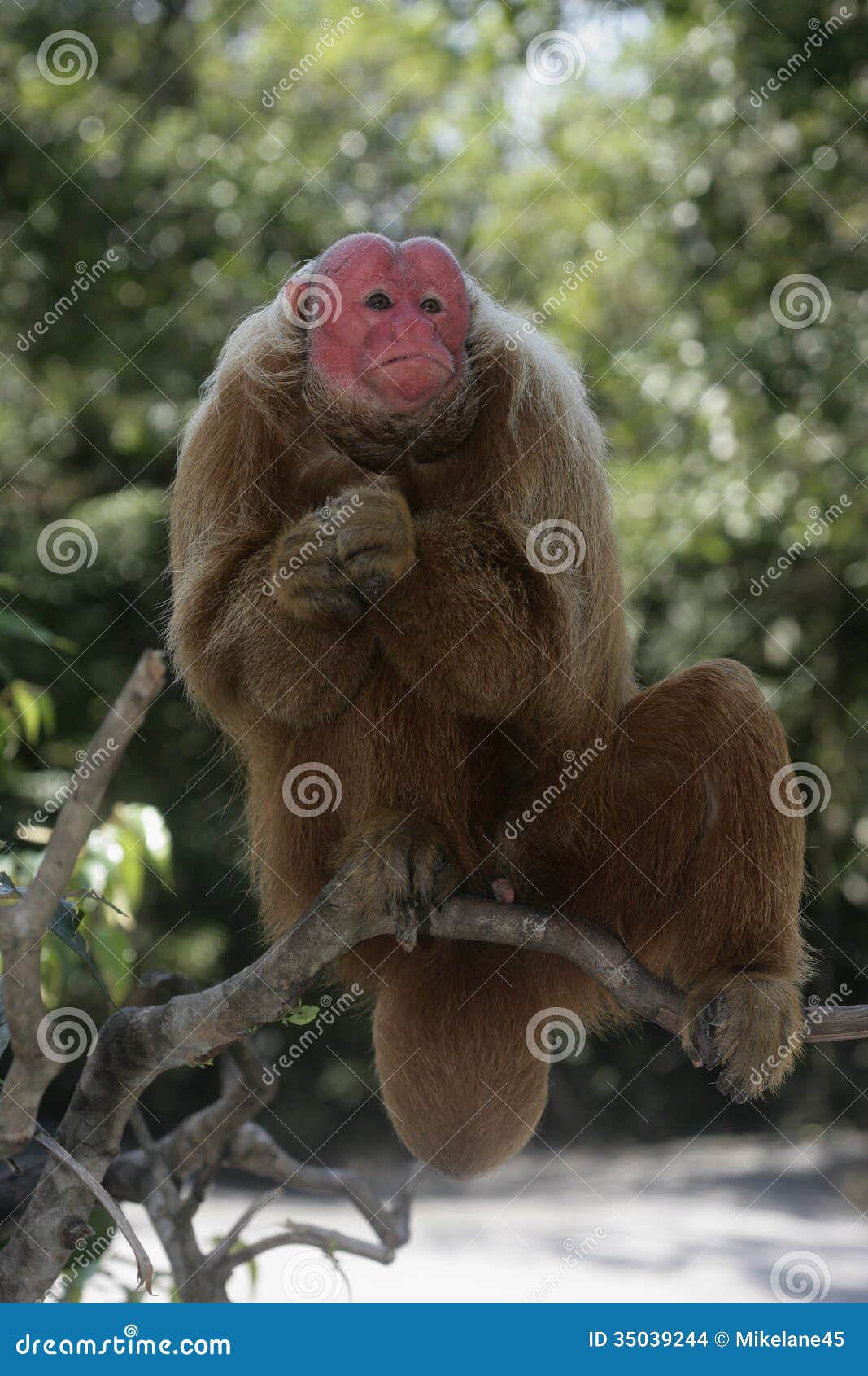 Mono De Uakari, Calvus Del Cacajao, Foto de archivo - Imagen de ...