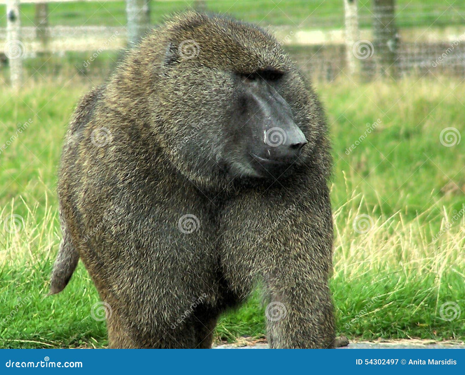 Mono del babuino imagen de archivo. Imagen de animales - 54302497