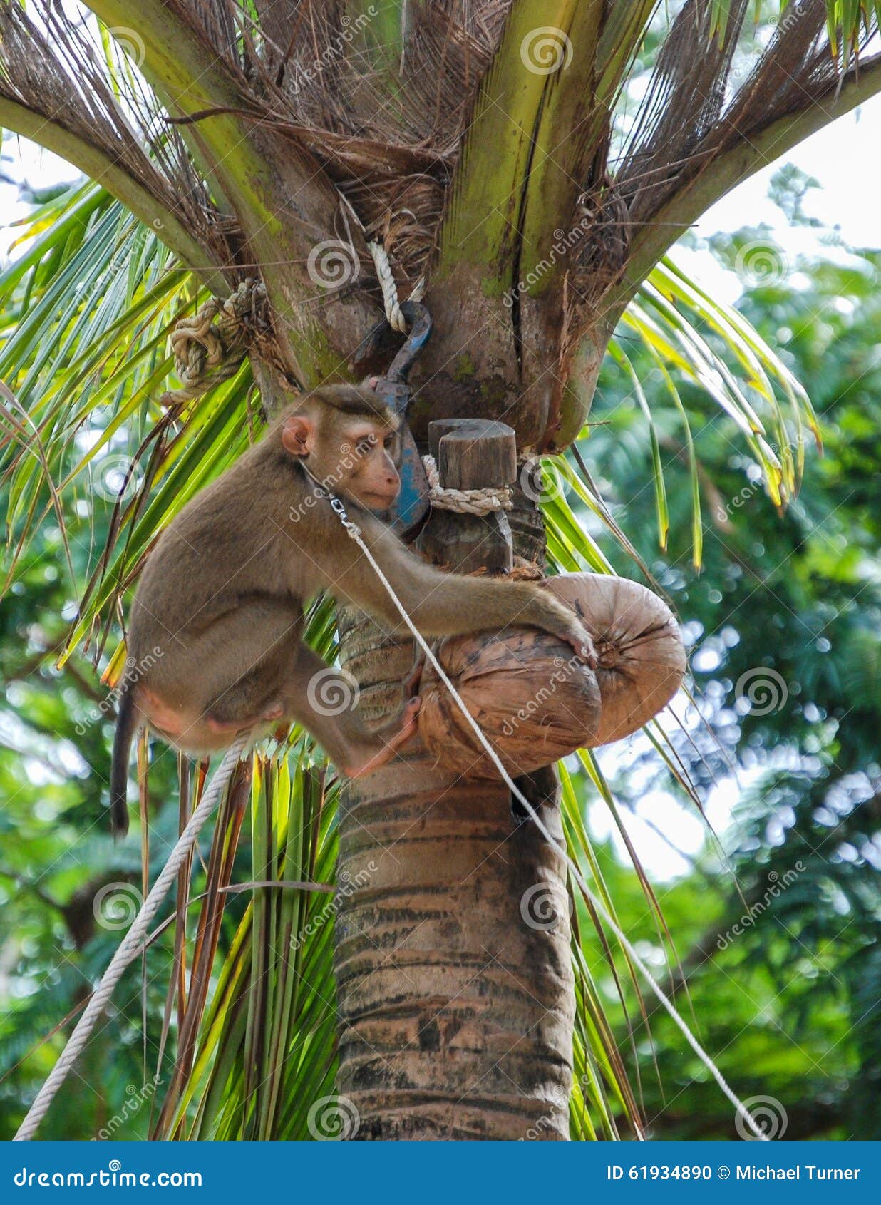 Mono del coco foto de archivo. Imagen de entrenado, palma - 61934890