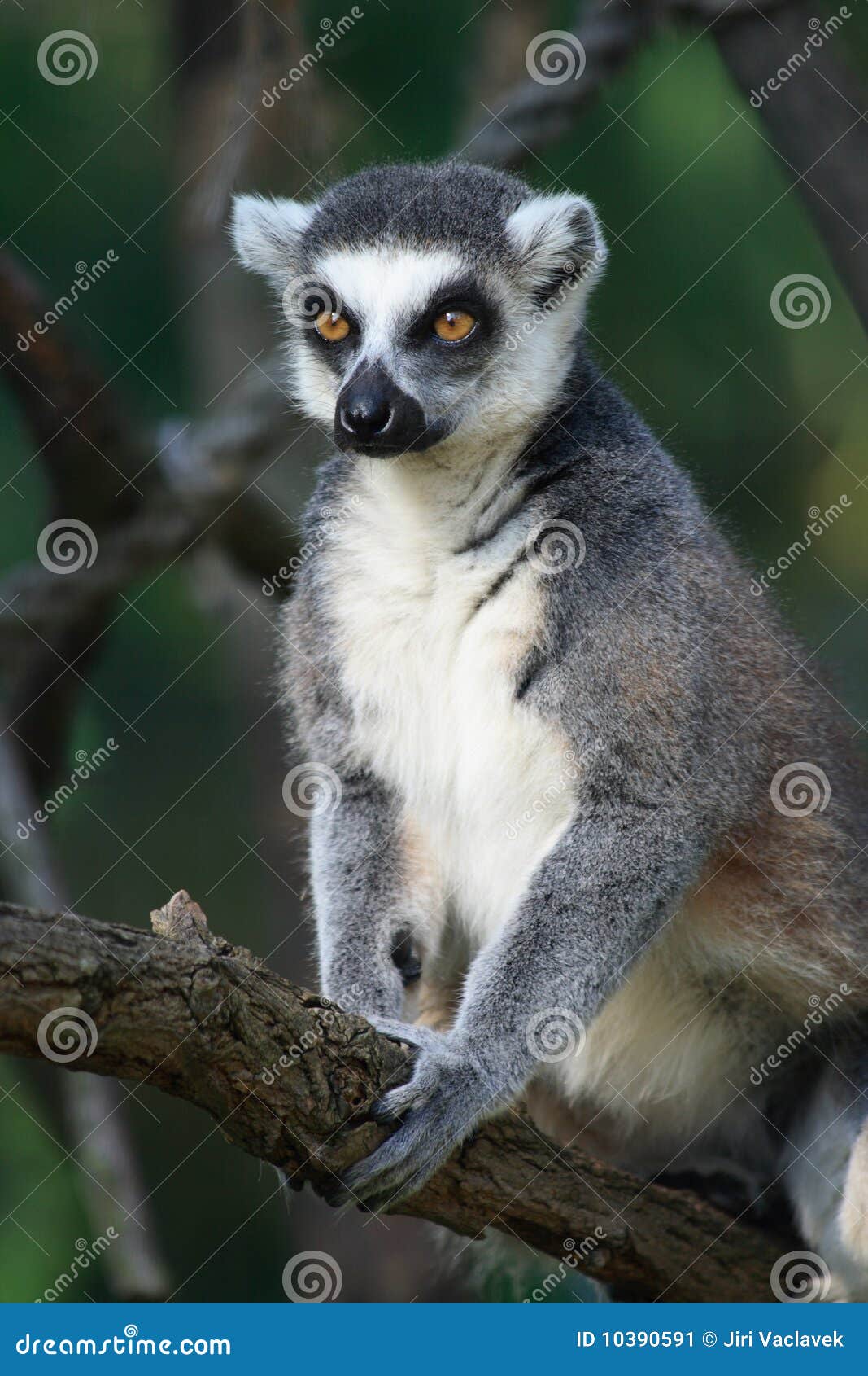 Mono del Lemur imagen de archivo. Imagen de humor, primates - 10390591