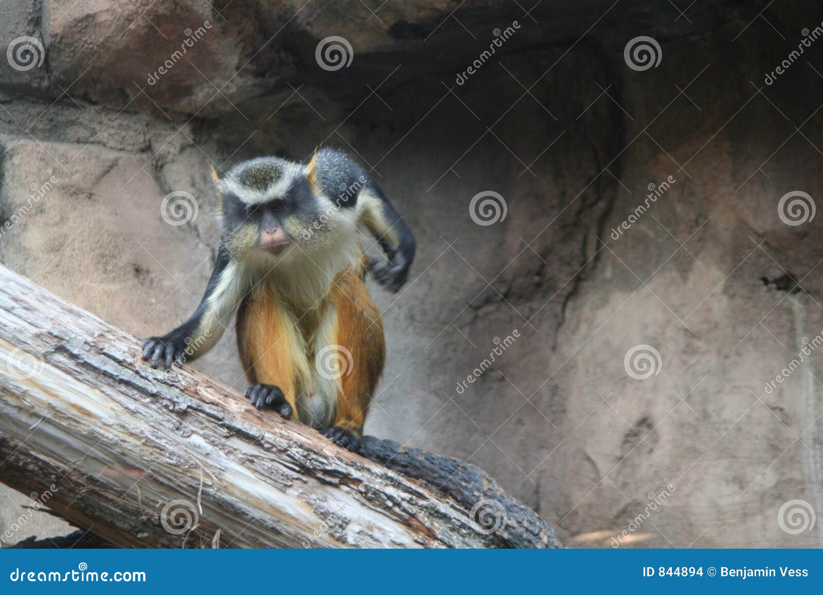 Mono del lobo foto de archivo. Imagen de enjaulado, peludo - 844894