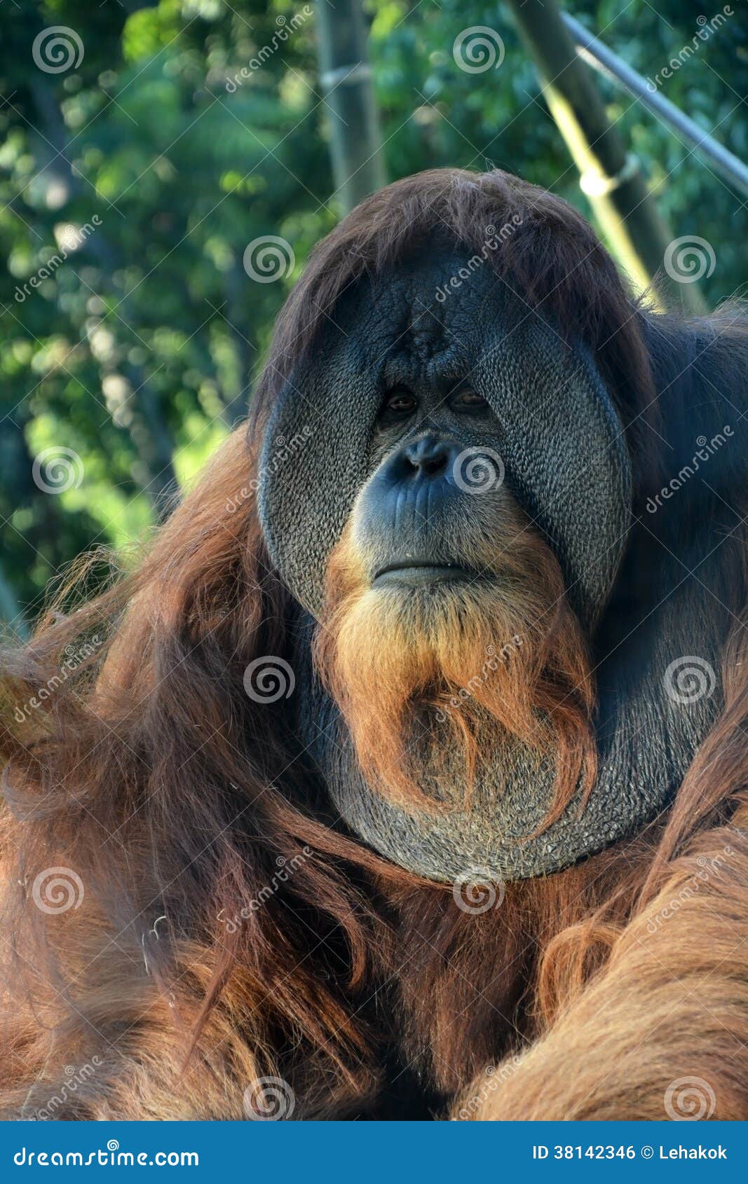 Mono del orangután foto de archivo. Imagen de fuerte - 38142346