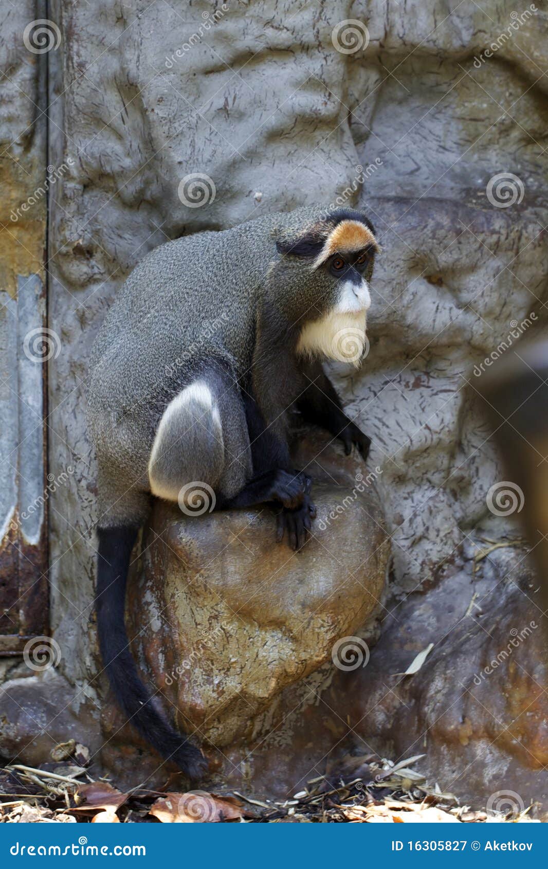 Mono del pirata imagen de archivo. Imagen de gris, miembros - 16305827