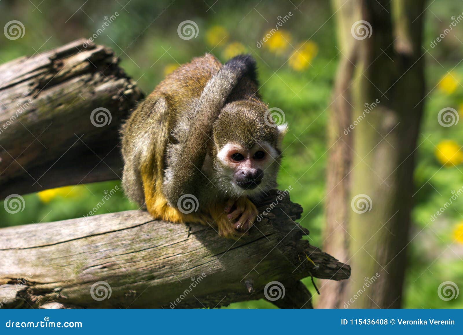 Mono Del Simio De La Ardilla Foto de archivo - Imagen de mono, simio ...