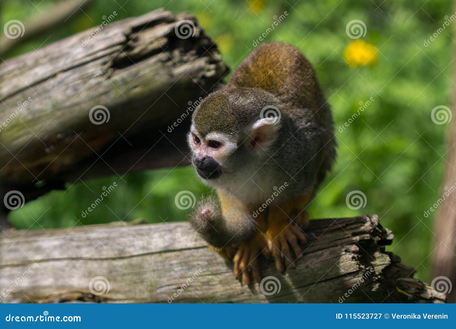 Mono Del Simio De La Ardilla Imagen de archivo - Imagen de vida ...