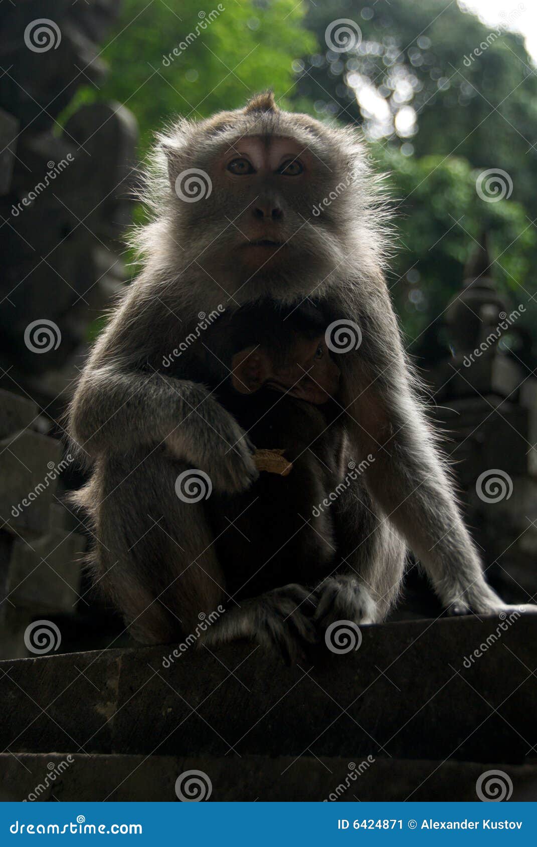 Mono Del Mono Forest Temple Imagen. Imagen: 6424871