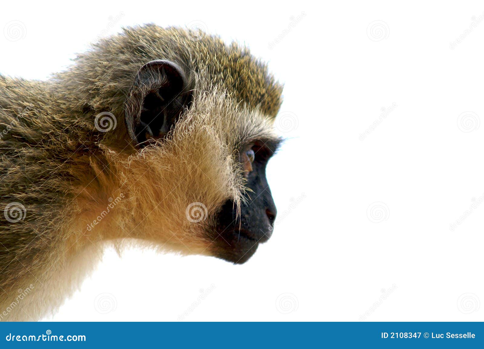 Mono el mirar fijamente. imagen de archivo. Imagen de alargado - 2108347