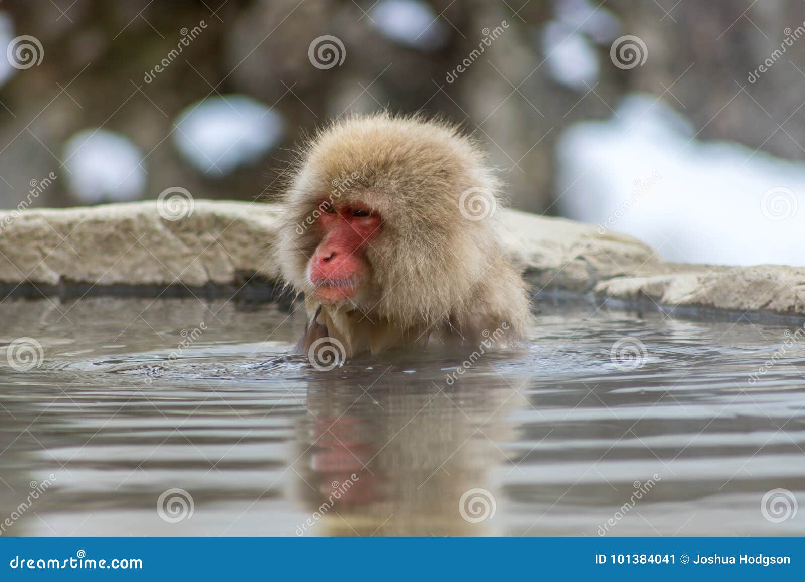 Mono en agua caliente imagen de archivo. Imagen de vendaval - 101384041