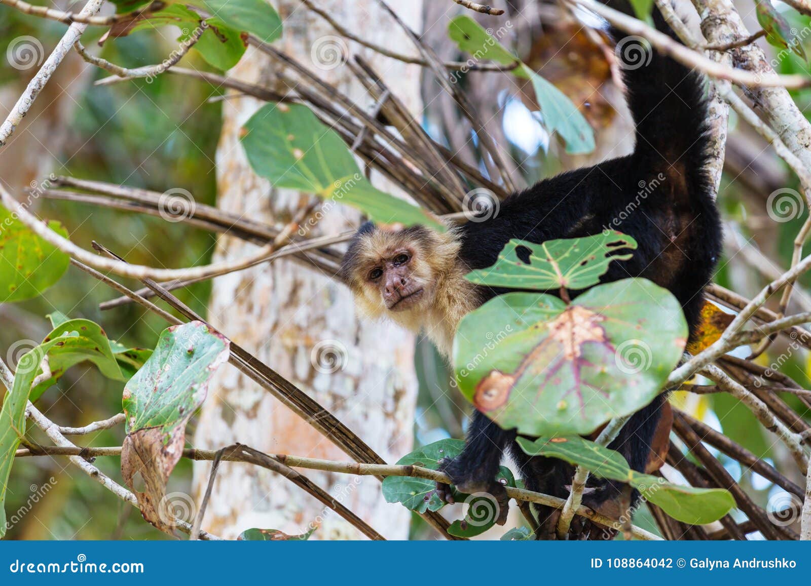 Mono en Costa Rica foto de archivo. Imagen de rural - 108864042