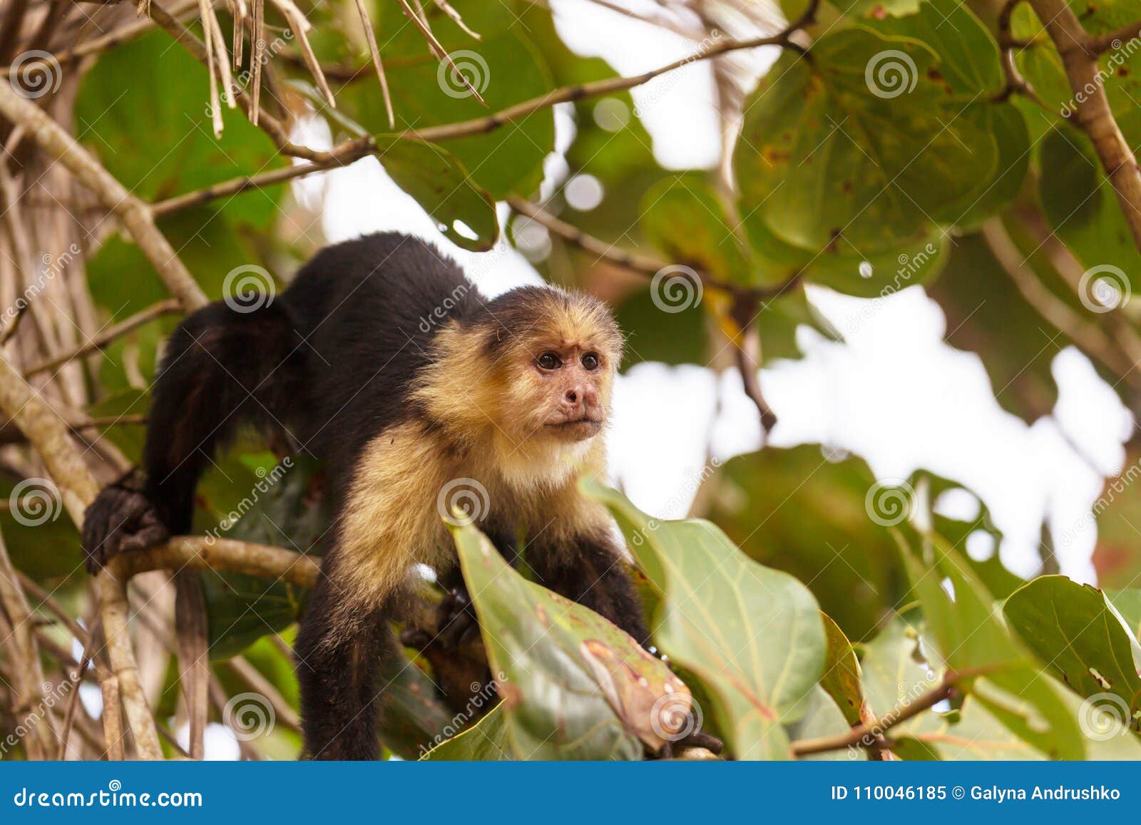 Mono en Costa Rica imagen de archivo. Imagen de tranquilidad - 110046185