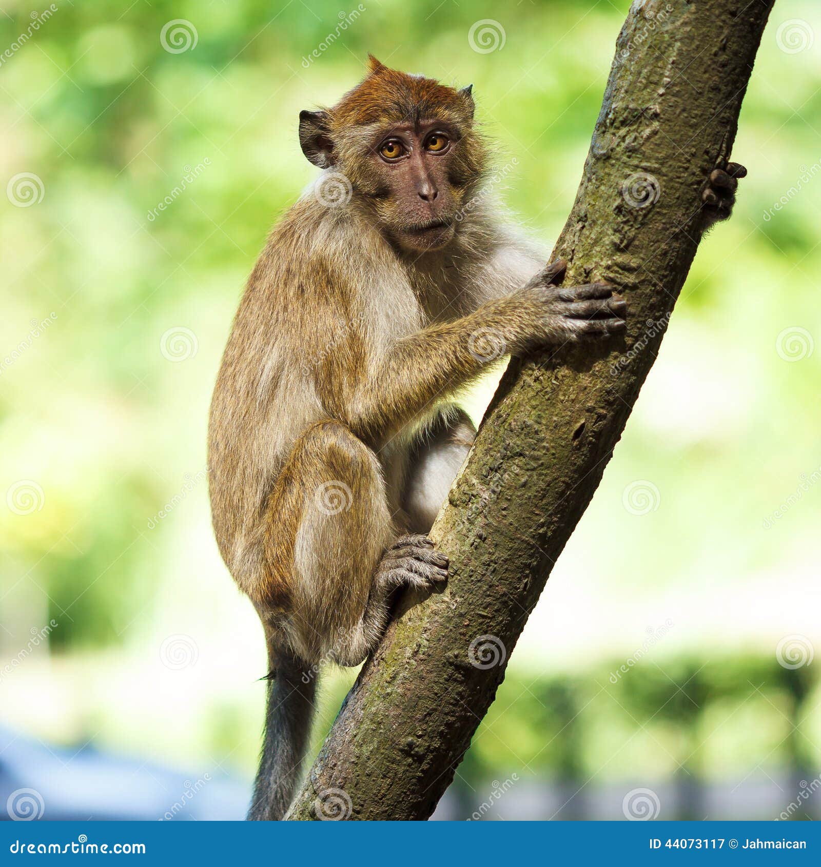 Mono en el árbol imagen de archivo. Imagen de naturalizado - 44073117