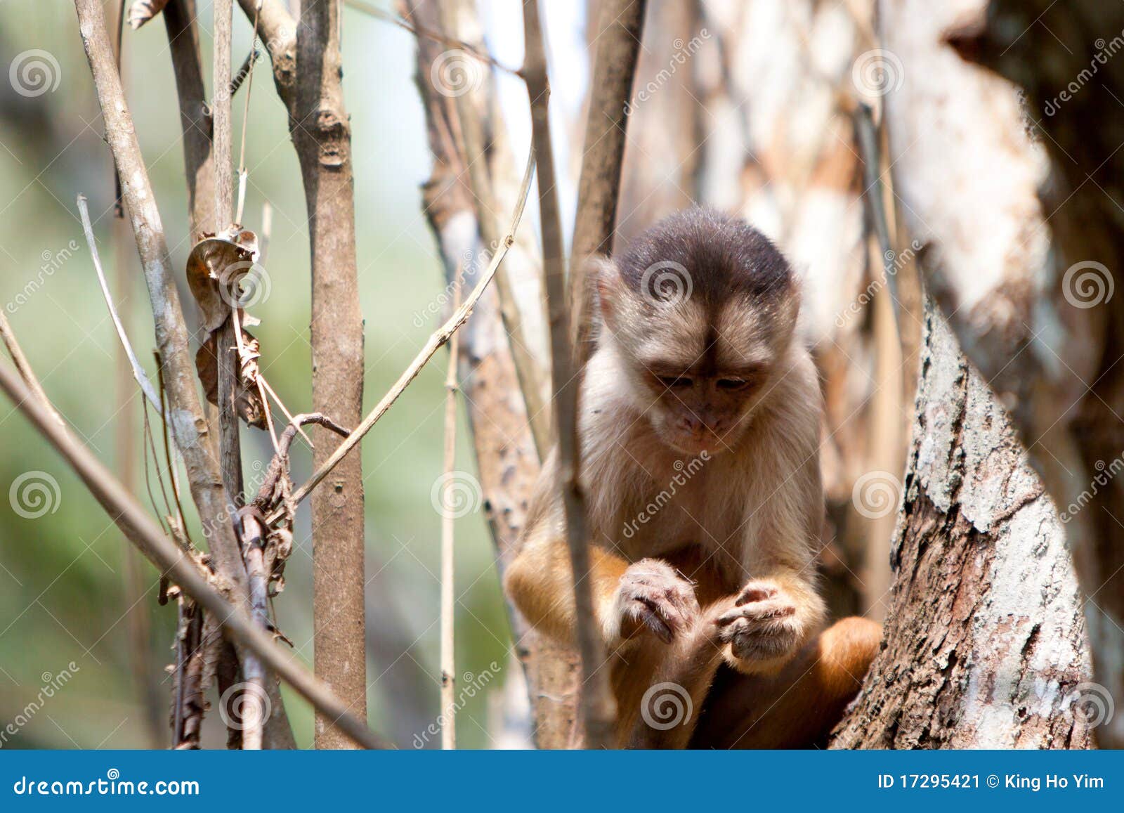 Mono en el Amazonas imagen de archivo. Imagen de latino - 17295421