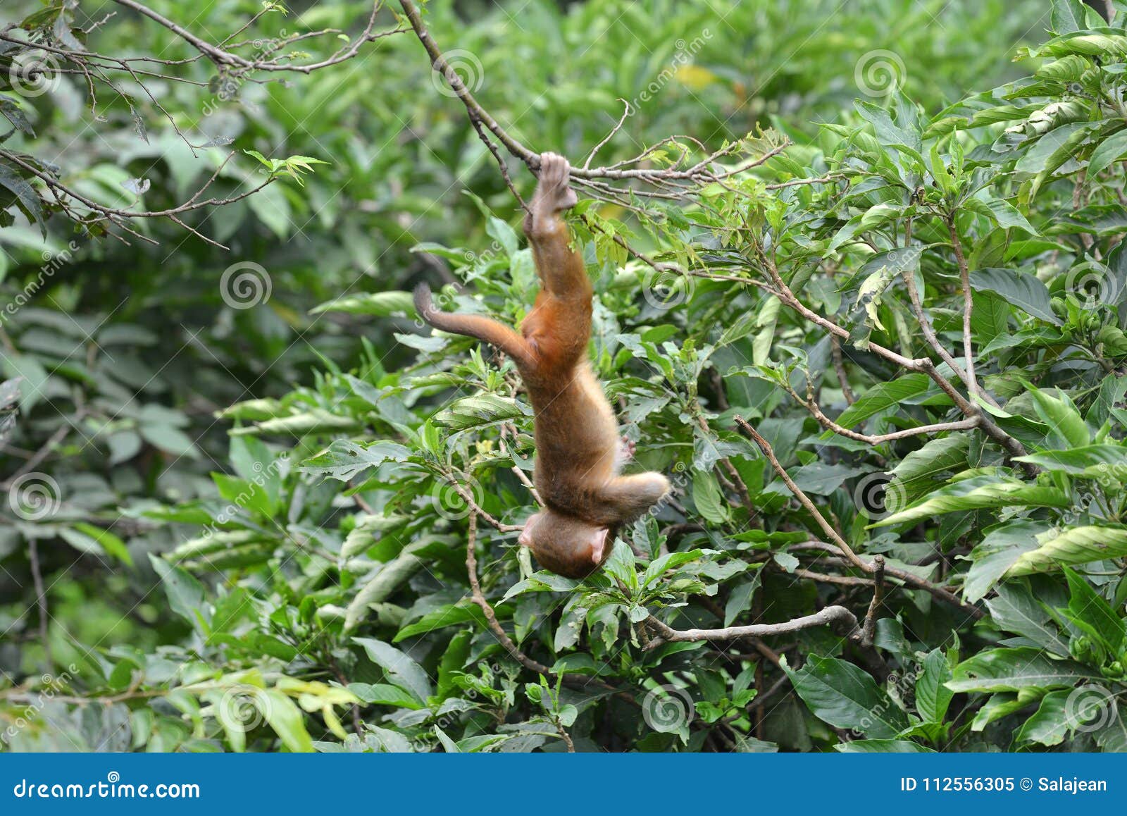 Mono en la selva imagen de archivo. Imagen de retrato - 112556305