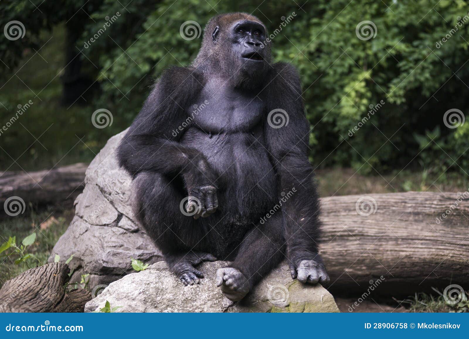 Mono en la selva foto de archivo. Imagen de mono, endecha - 28906758