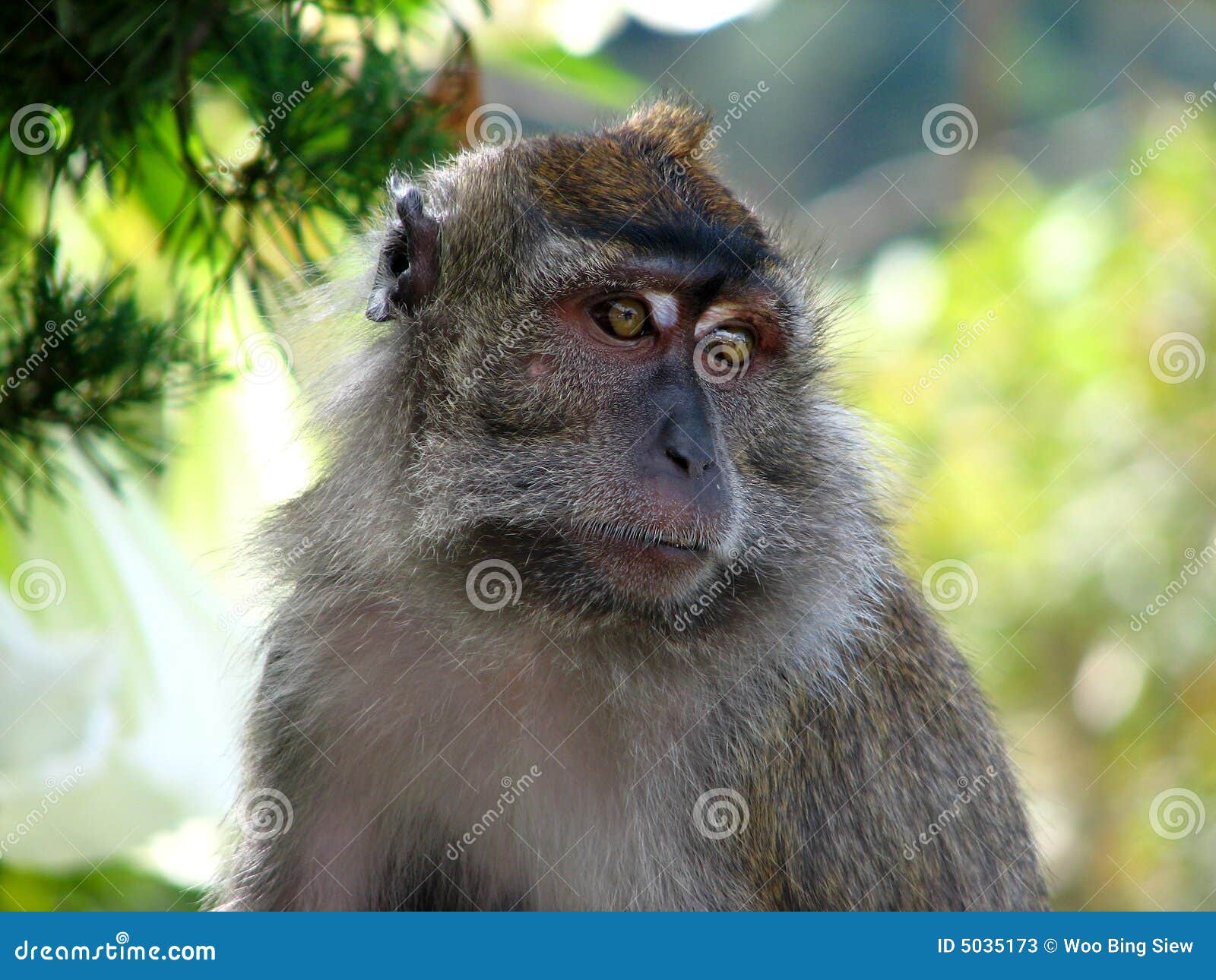 Mono En Selva Imagen. Imagen: 5035173