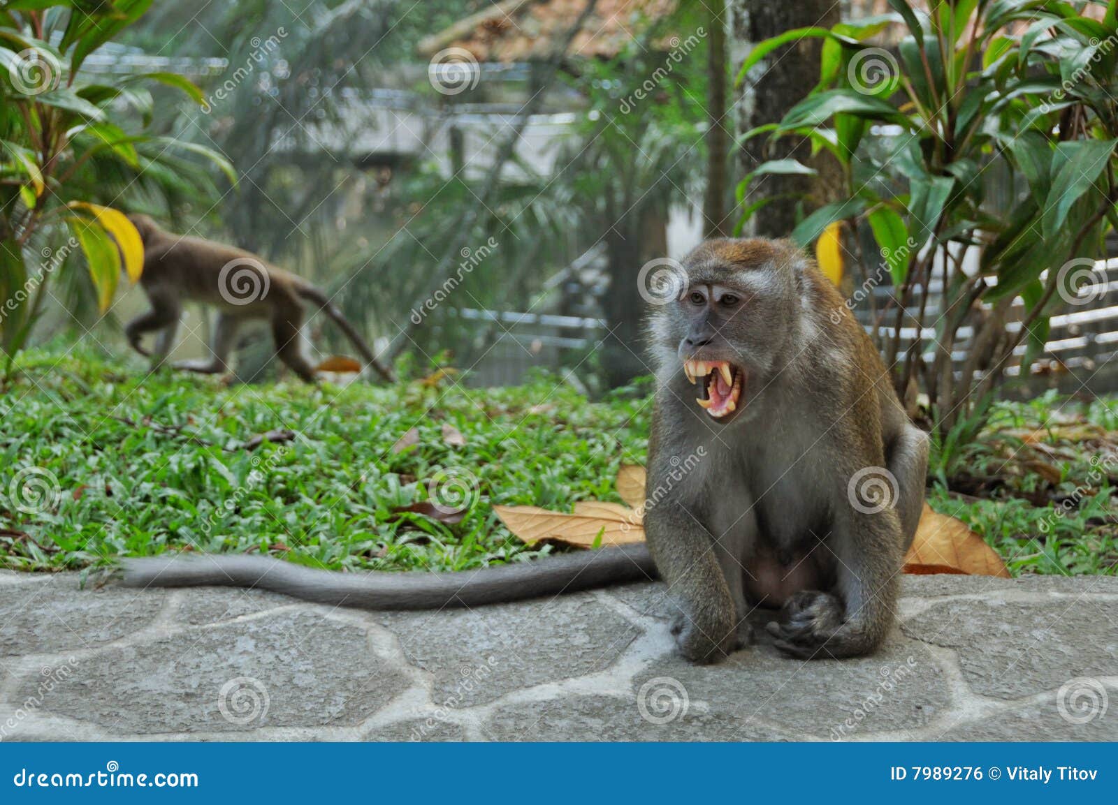 Mono enojado foto de archivo. Imagen de cara, animales - 7989276