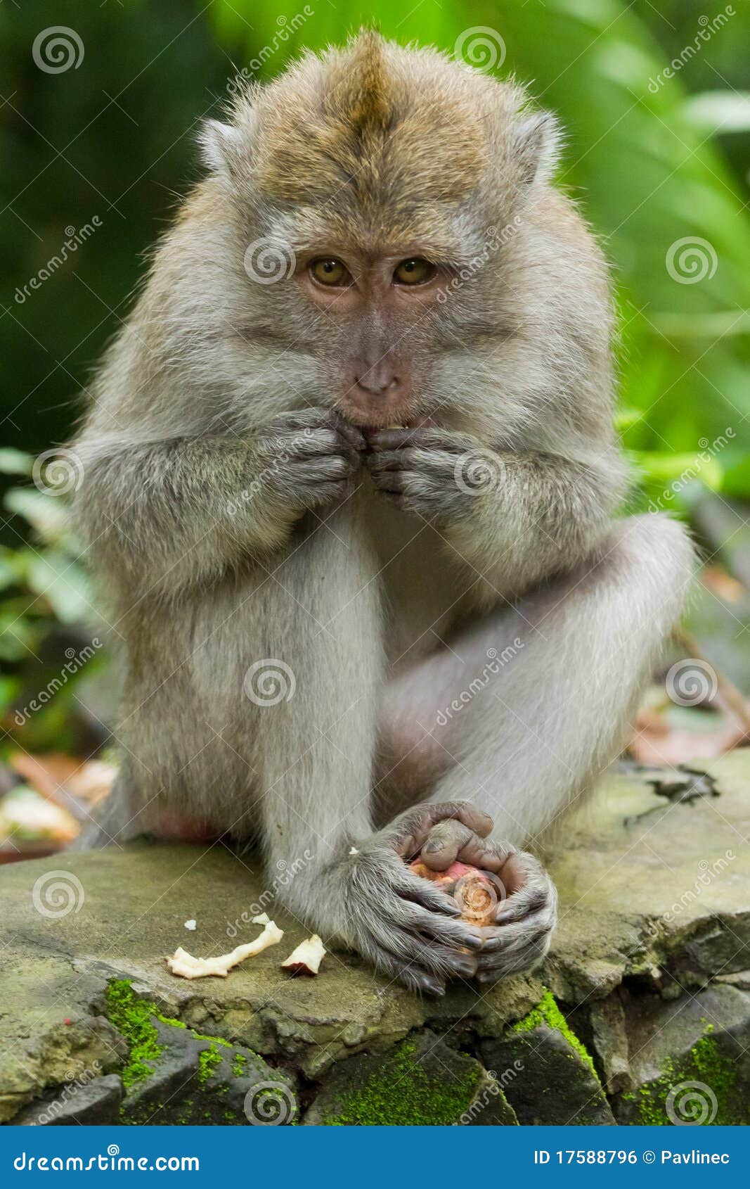 Mono (fascicularis Del Macaca) Foto de archivo - Imagen de bebé, lindo ...