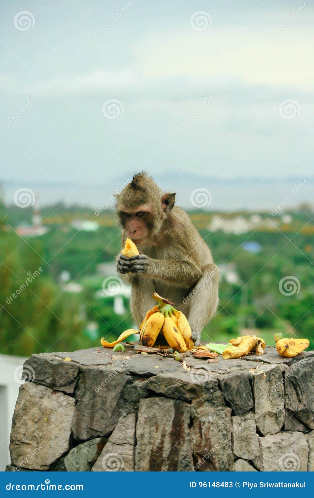 Mono feliz imagen de archivo. Imagen de fauna, macaca - 96148483