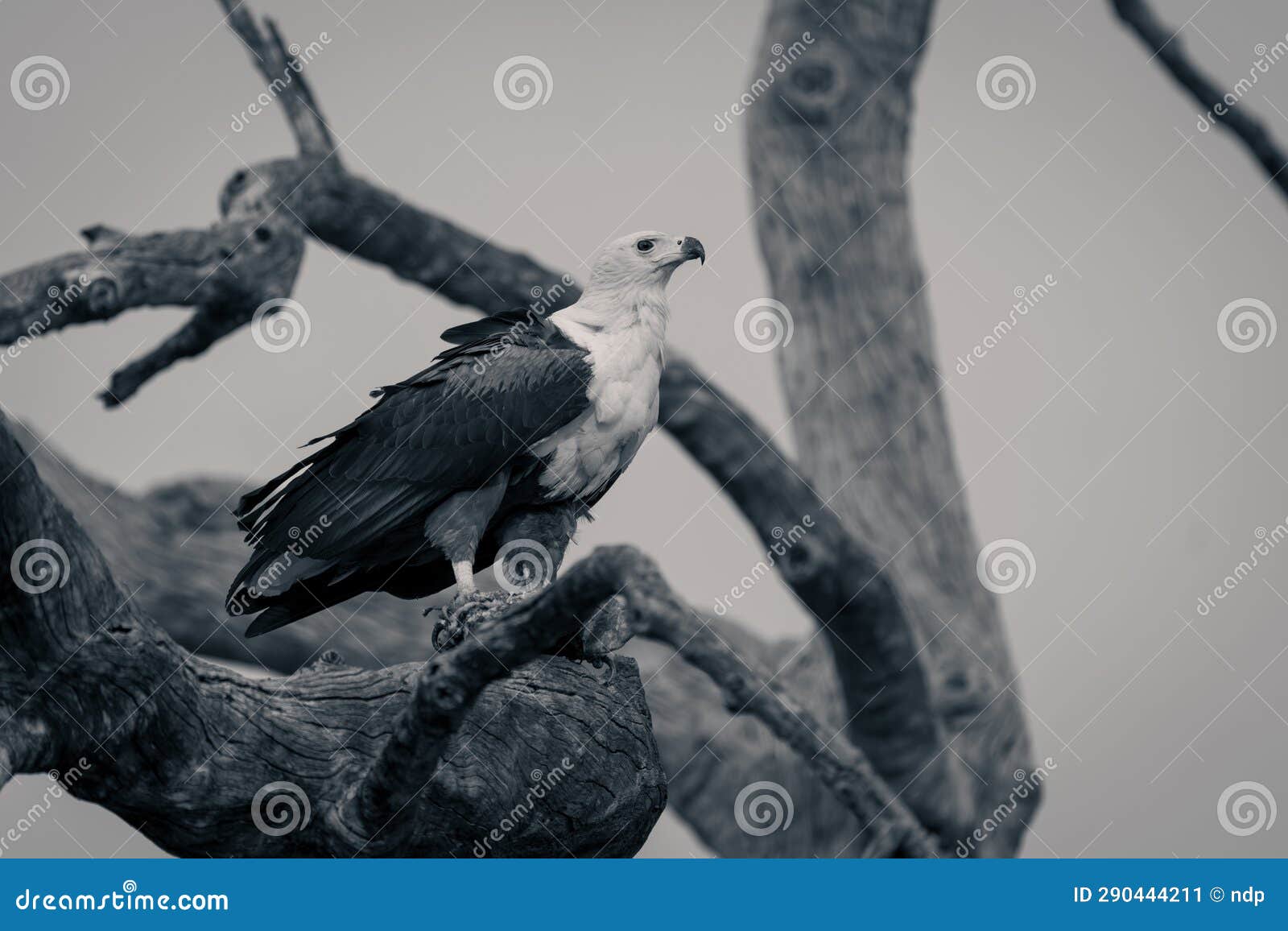 Mono Fish Eagle Stands on Tangled Branches Stock Image - Image of chobe ...