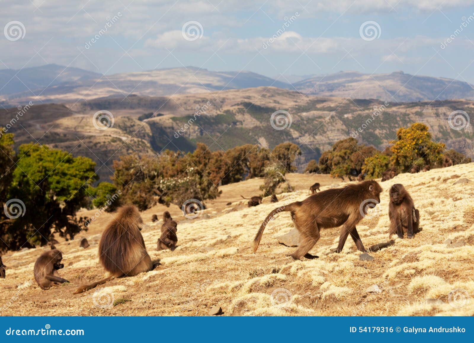 Mono Gelada foto de archivo. Imagen de mono, animal, recorrido - 54179316