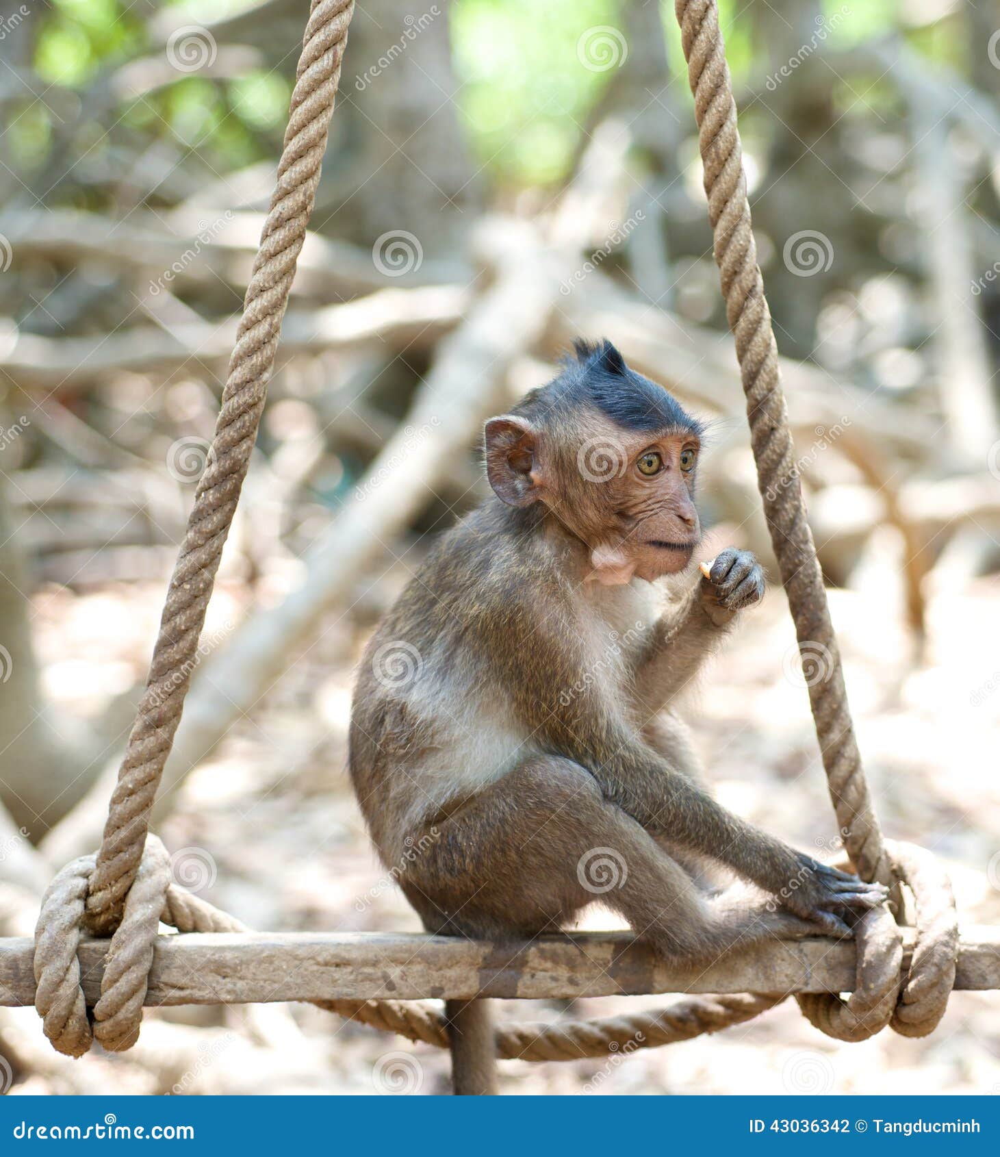 Mono infantil lindo foto de archivo. Imagen de asia, animal - 43036342