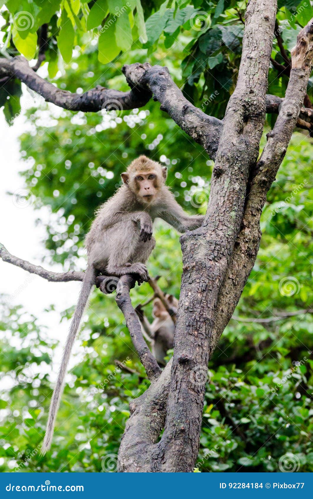 Mono Joven Que Sube En árbol Foto de archivo - Imagen de cara, animal ...