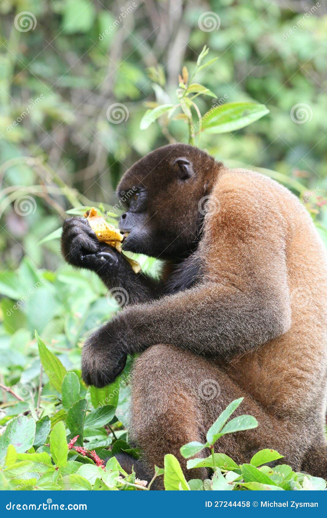 Mono lanoso en el Amazonas foto de archivo. Imagen de primate - 27244458