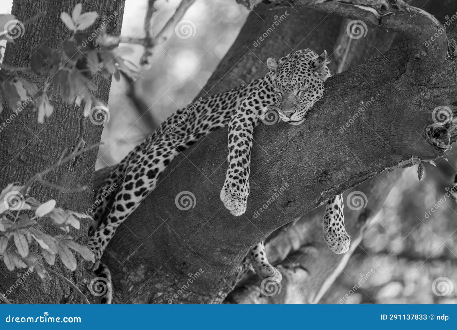 Mono Leopard Lies Asleep Straddling Tree Branch Stock Image - Image of ...
