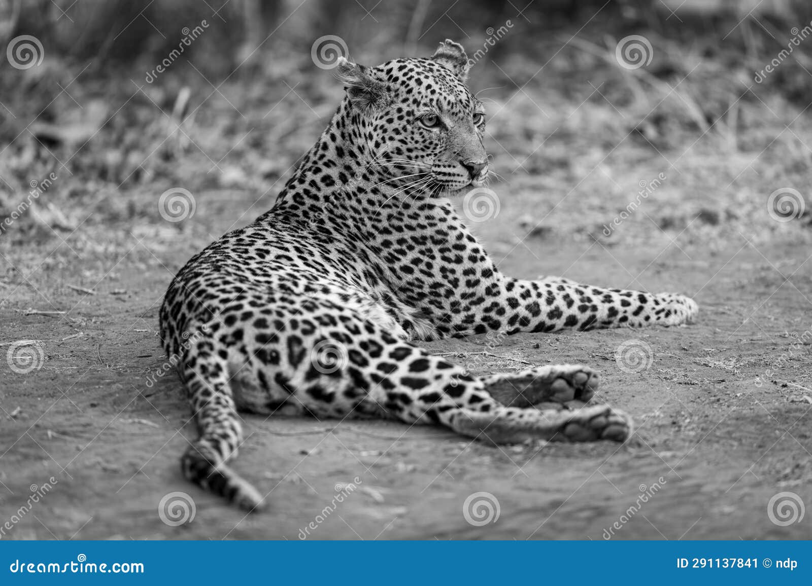 Mono Leopard Lies on Ground Facing Right Stock Image - Image of ...