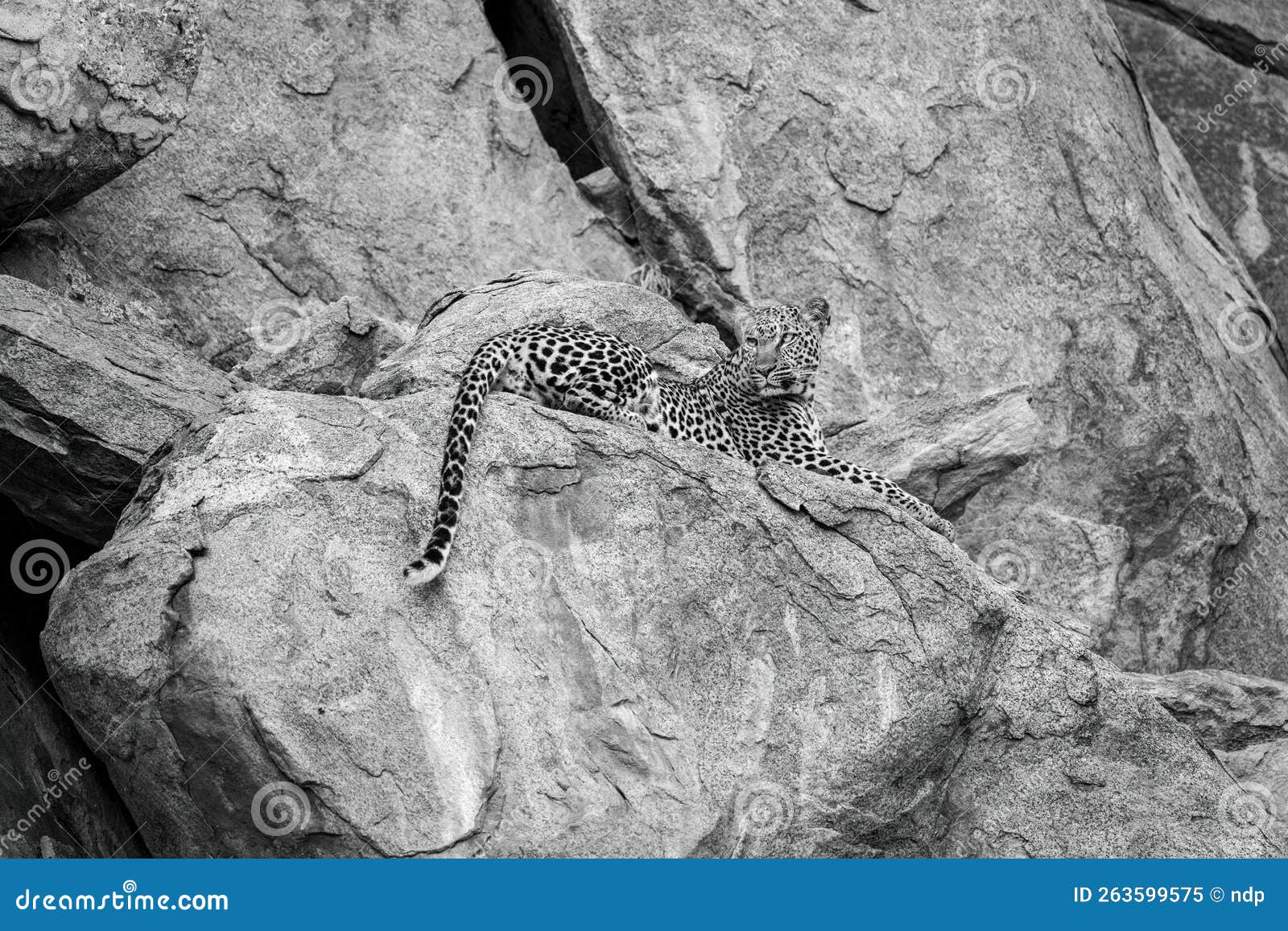 Mono Leopard Lies Looking Back on Ledge Stock Image - Image of ...