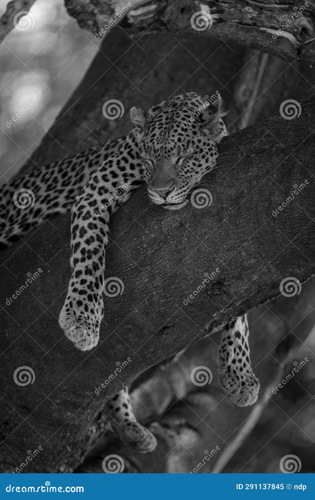 Mono Leopard Lies Sleeping Straddling Tree Branch Stock Image - Image ...