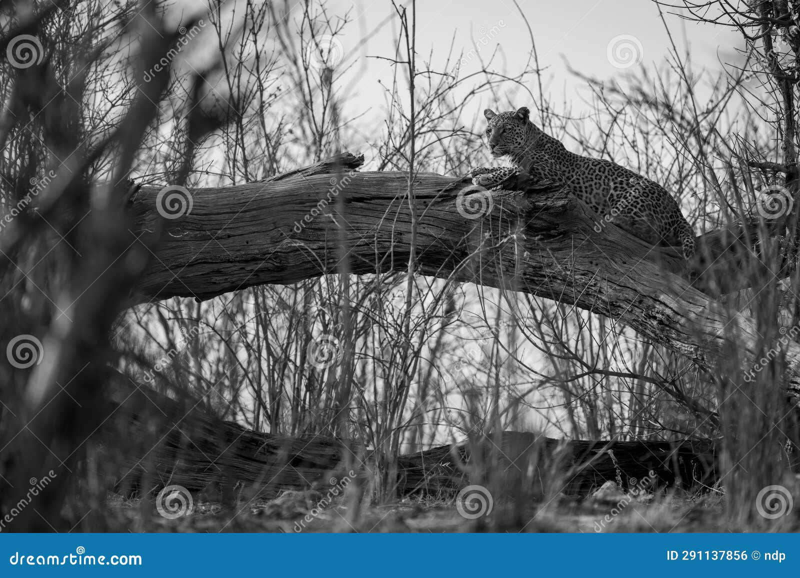 Mono Leopard Lying on Log in Bushes Stock Photo - Image of botswana ...